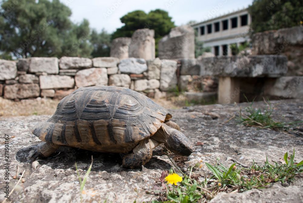 Athens, Greece / May 2019: A turtle at the archaeological site of the ...