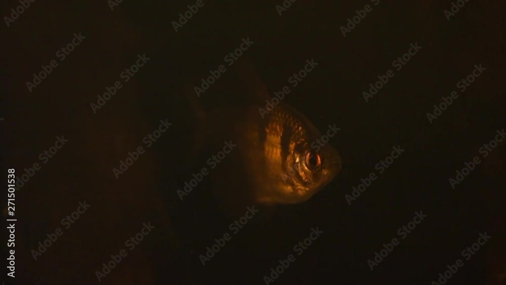Close up footage of a black tetra / black widow tetra in an aquarium ...
