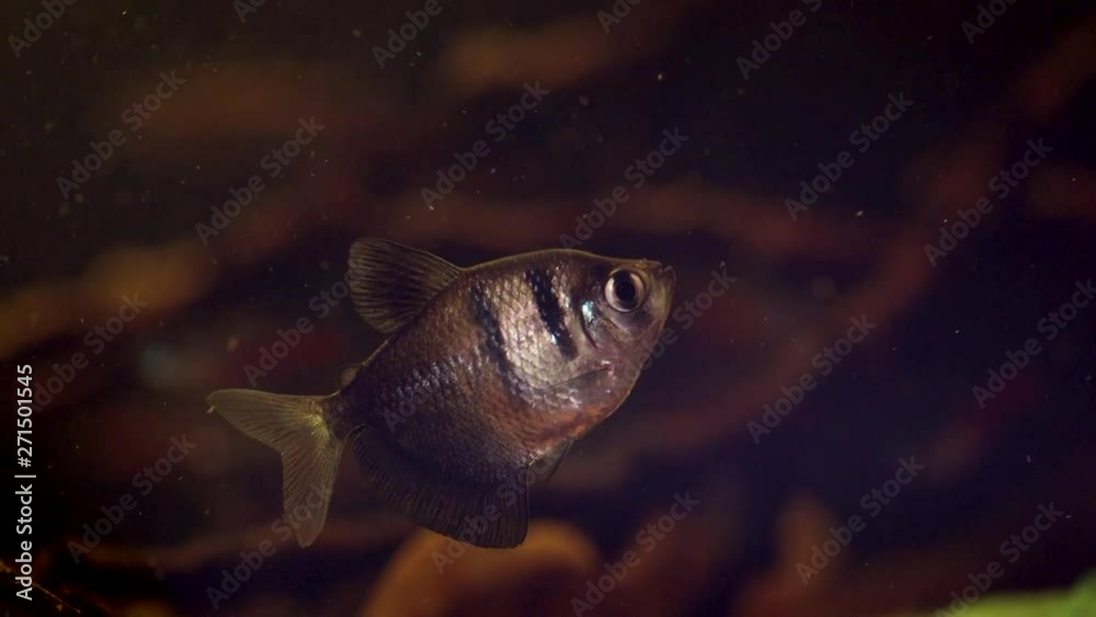 Close up footage of a black tetra / black widow tetra in an aquarium ...