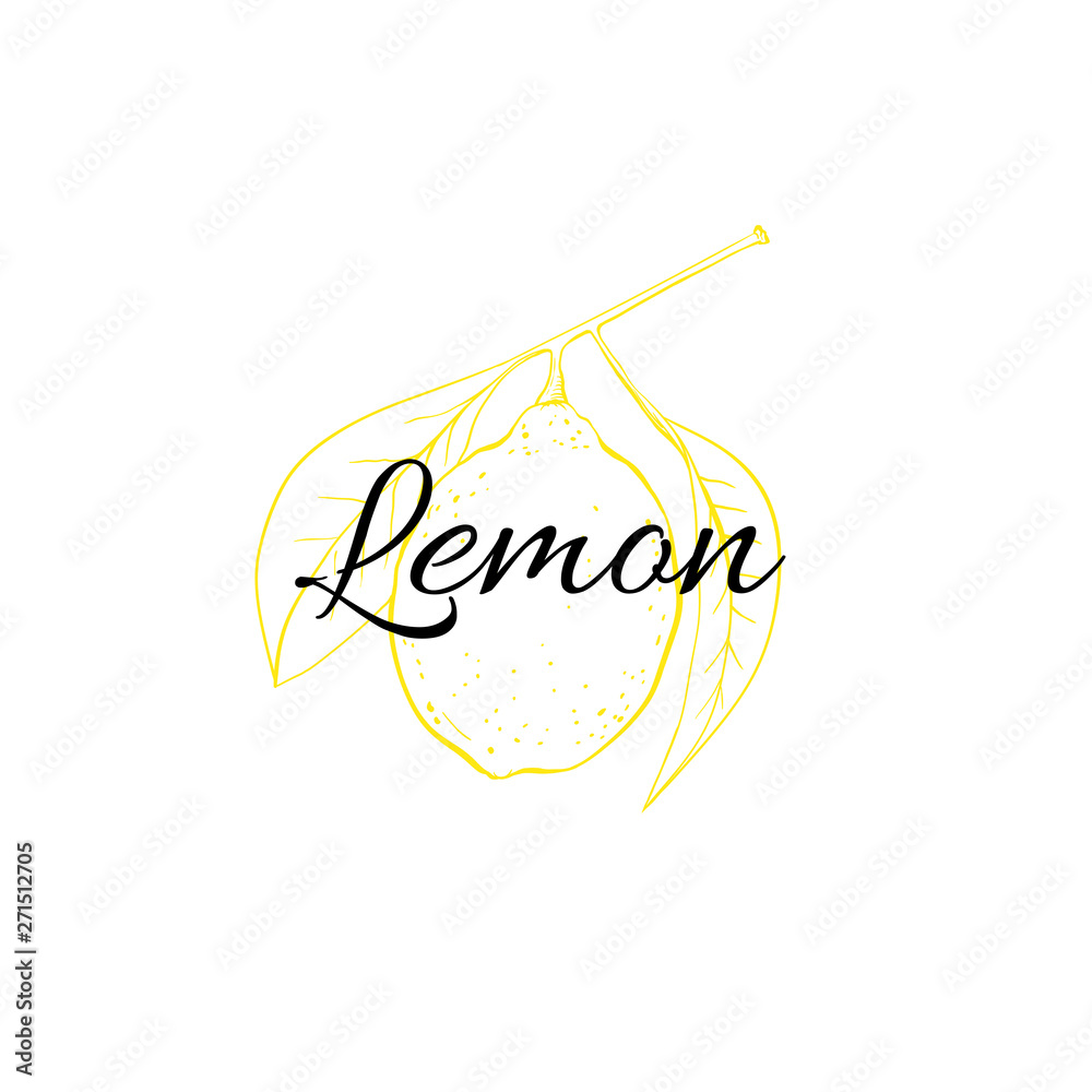 Lemon hand drawn illustration. Fruit ink pen outline sketch. Black and ...
