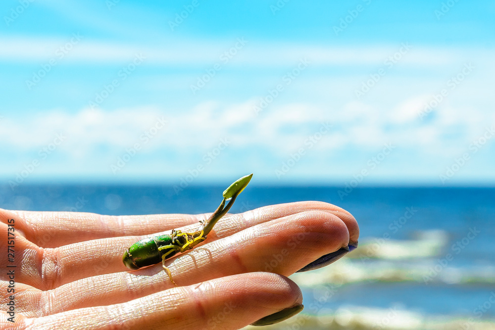 sprouted seed, sprout in hand, sprout stretches to the sun the ...