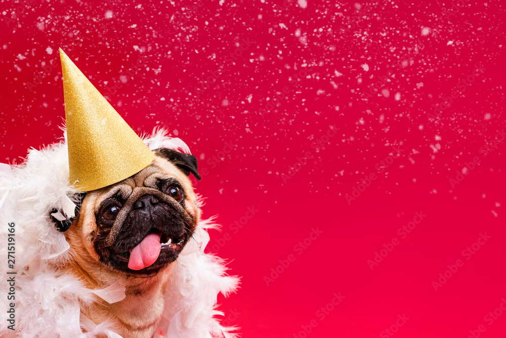 A pug dog in a golden cap and white feather boa on a red background ...