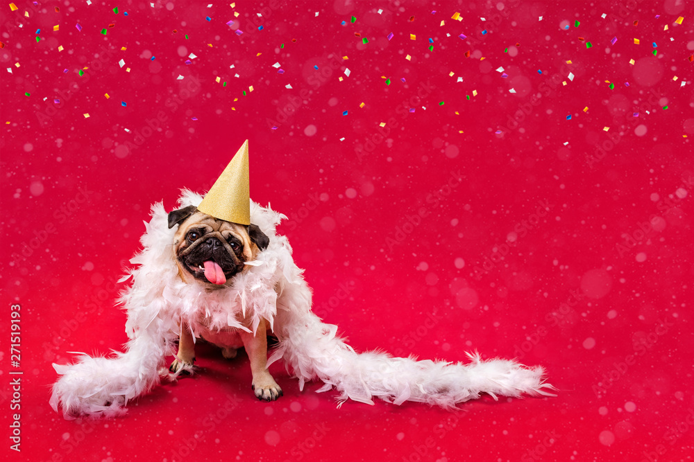 A pug dog in a golden cap and white feather boa on a red background ...