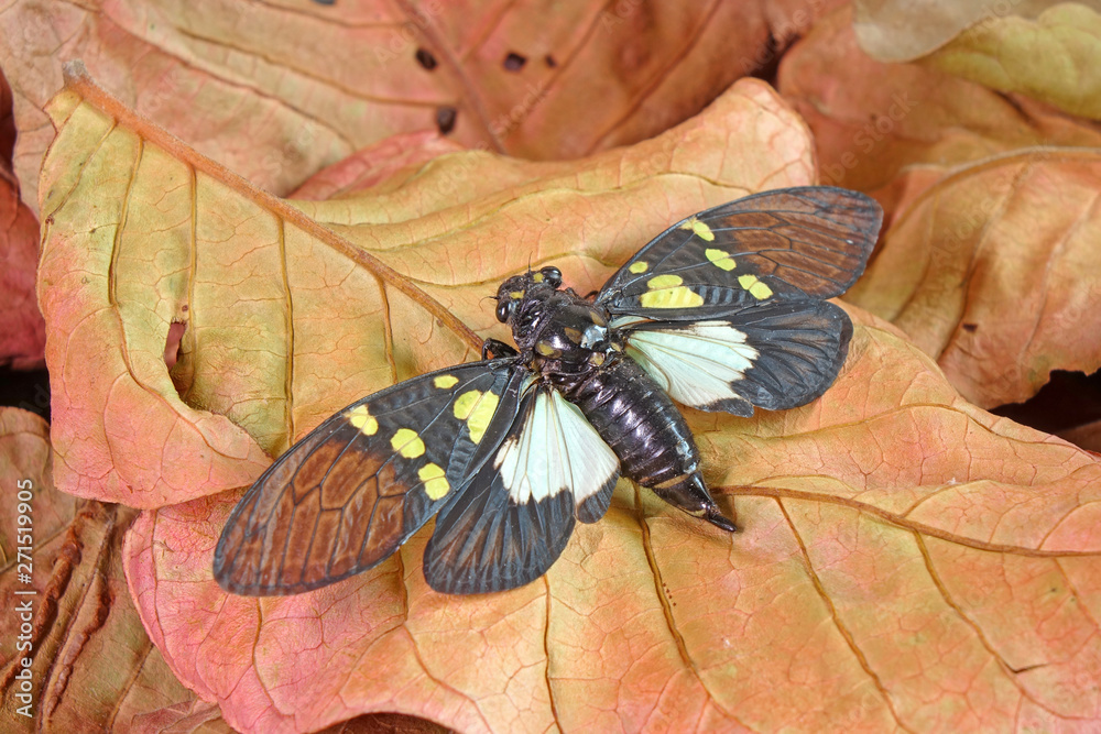 Cicada : Green and blue color butterfly-wings cicada (Gaeana cheni) is ...