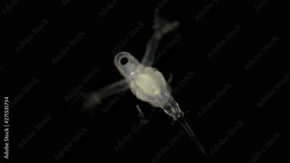 zooplankton under a microscope, prickly water flea Bythotrephes ...