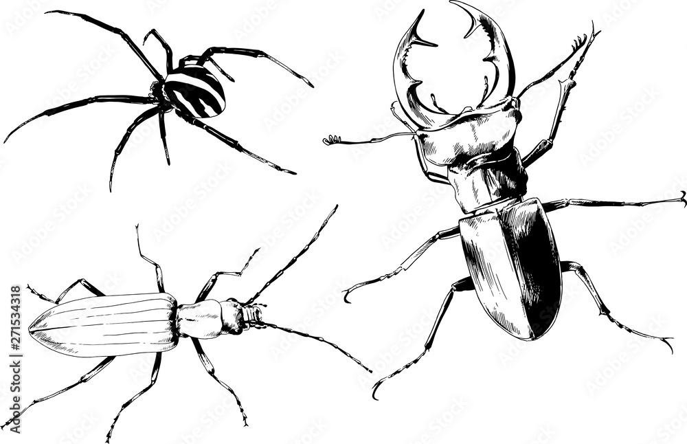vector drawings sketches different insects bugs Scorpions spiders drawn ...