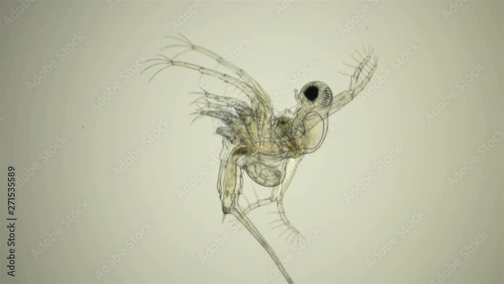 zooplankton under a microscope, prickly water flea Bythotrephes ...
