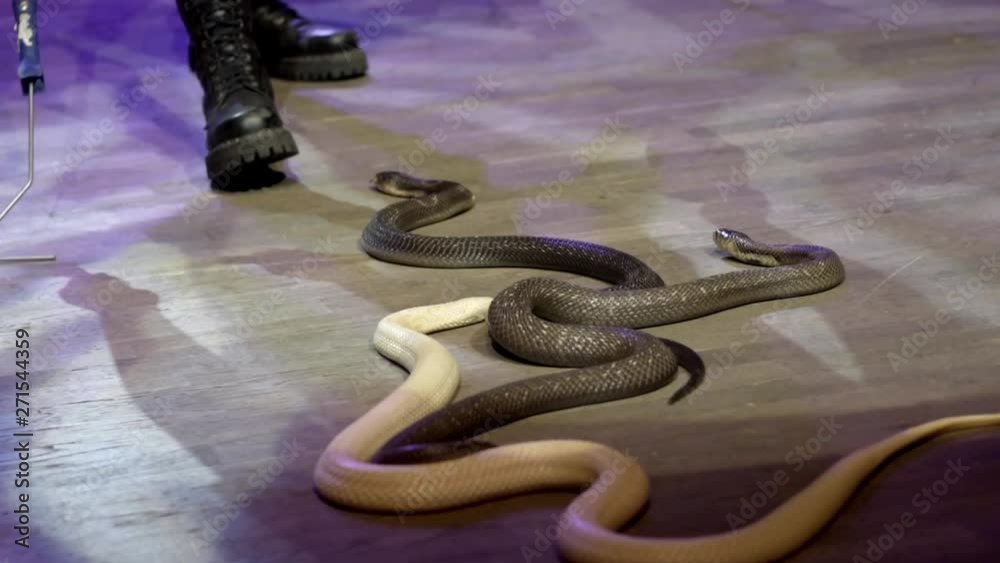 Close-up of snake in circus. Action. Charmer collects snakes creeping ...
