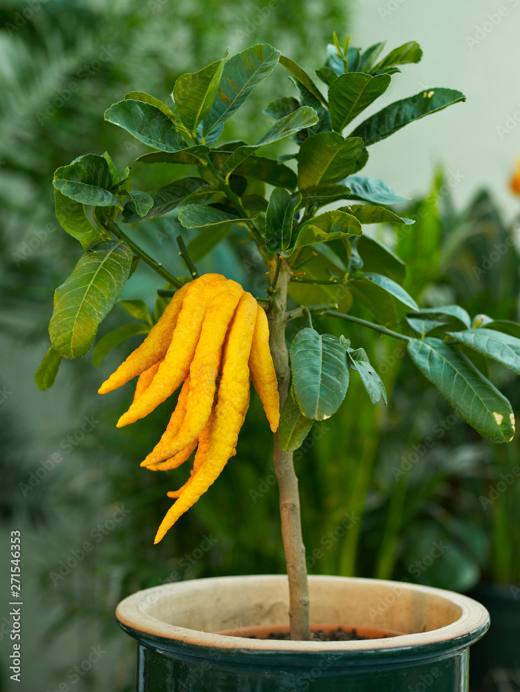 Citrus medica var sarcodactylis with fruit growing in a container Stock ...