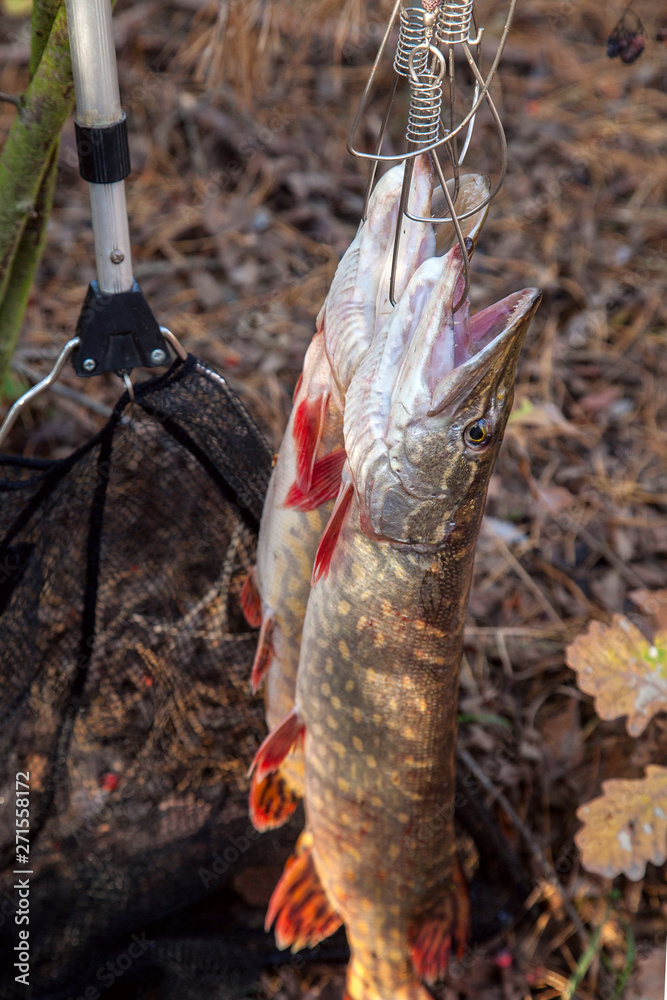 Freshwater pike fish. Two freshwater pike fish on fish stringer on ...