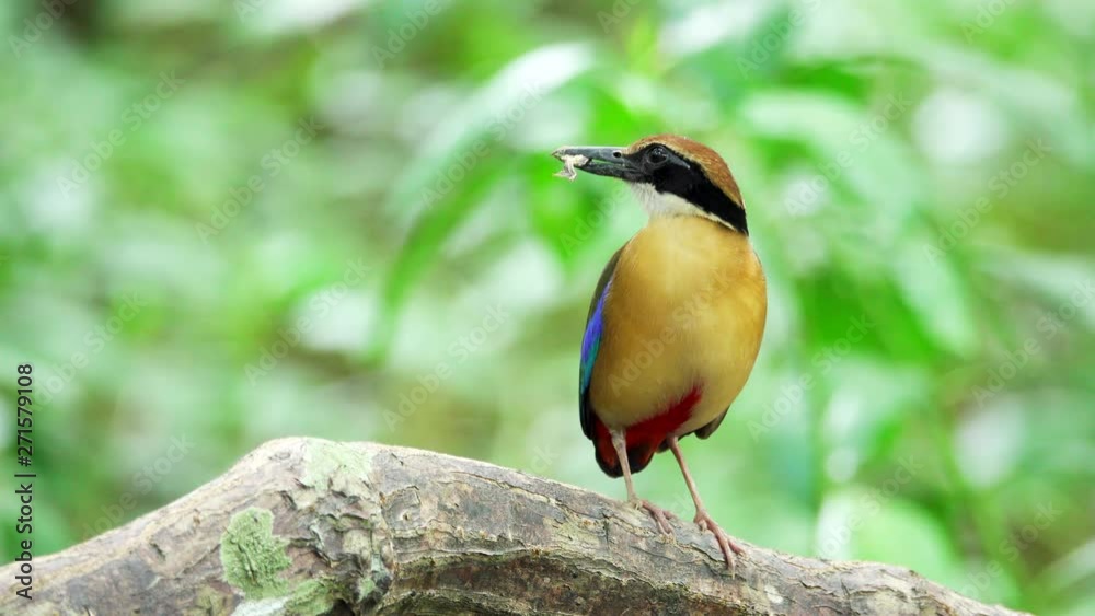 Pitta in the wild with natural blurred background,over shoulder shot ...