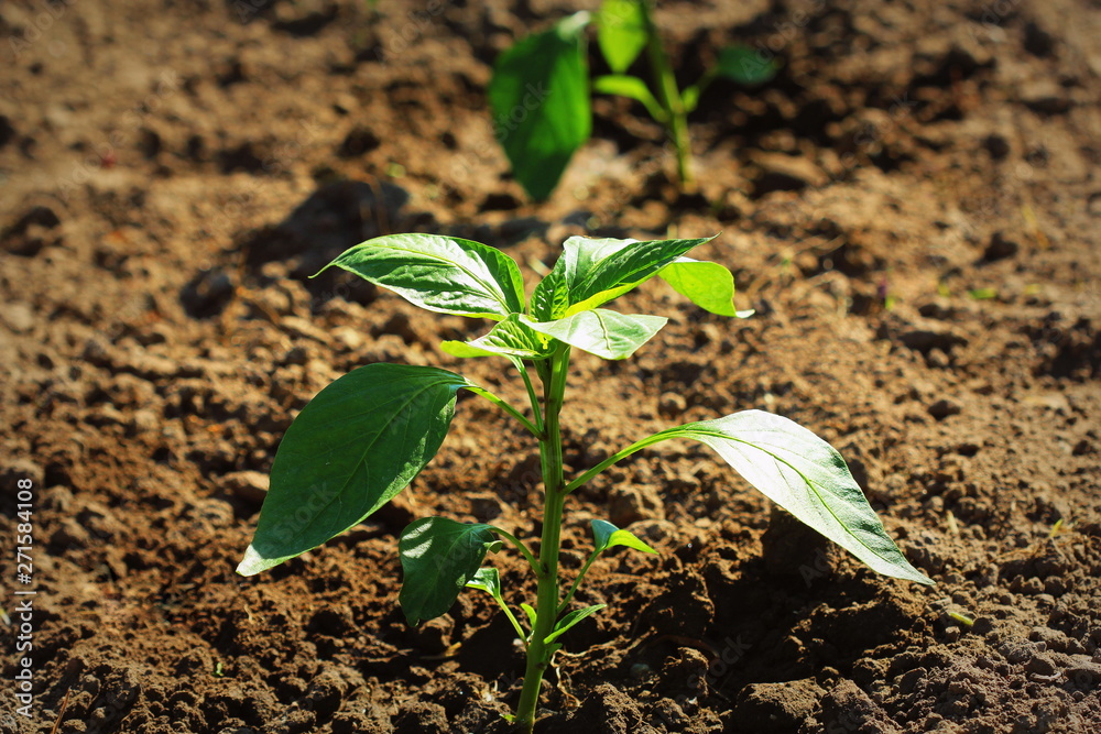 Young Bell Pepper Plant