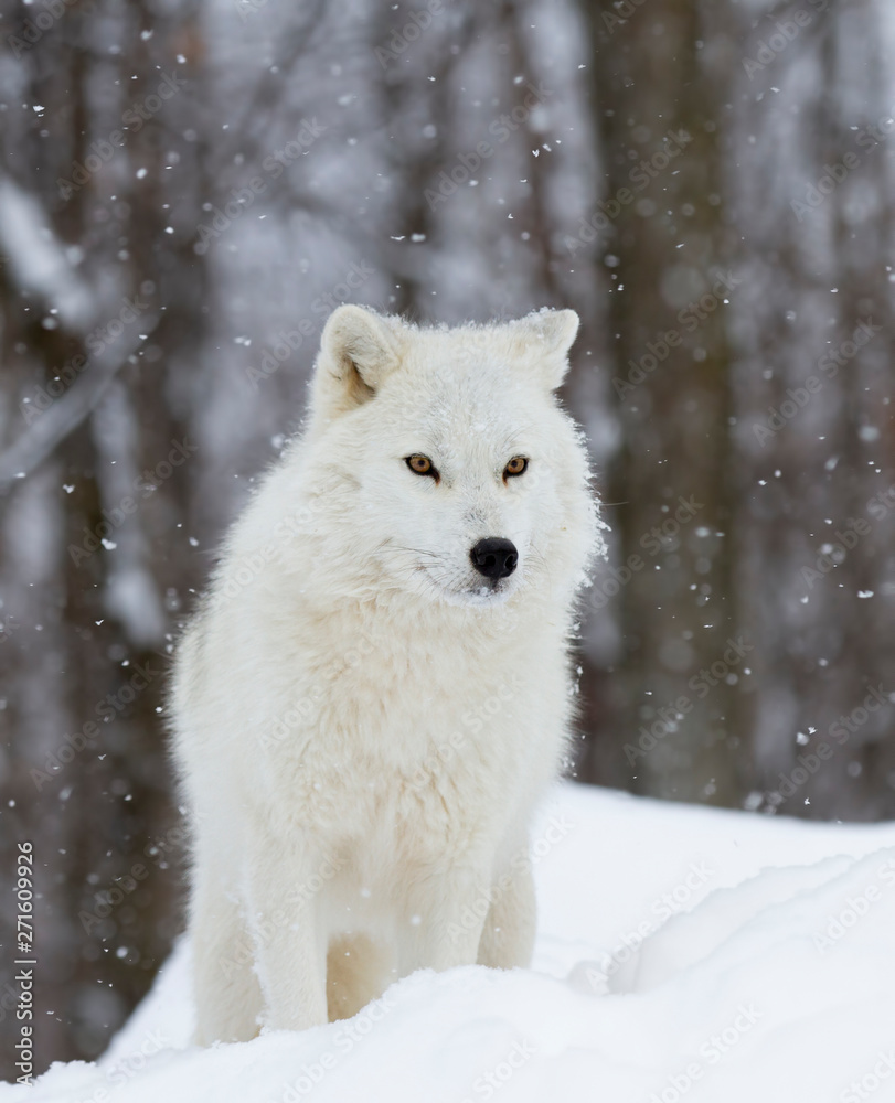 Cute Arctic Wolf