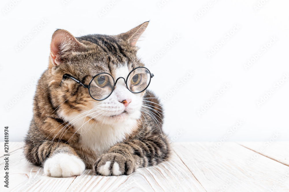 cute cat with glasses Stock Photo | Adobe Stock