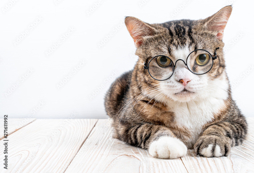 cute cat with glasses Stock Photo | Adobe Stock