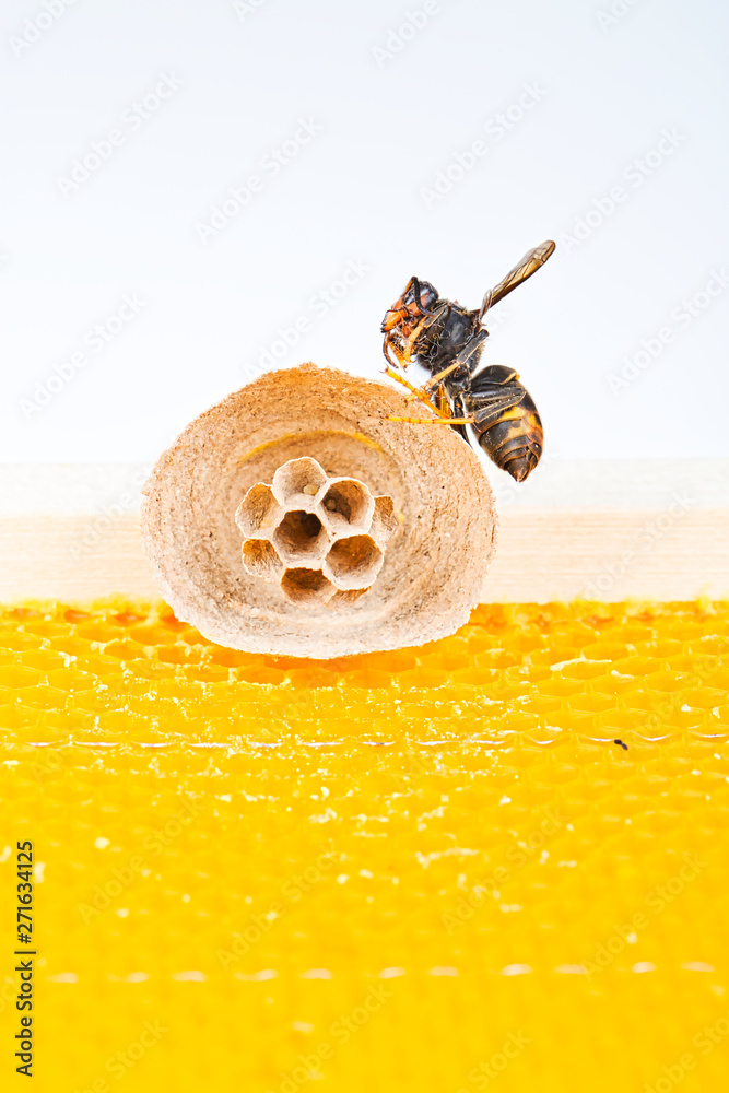 Begin of nest of asian hornet on beehive frame with insect making nest ...