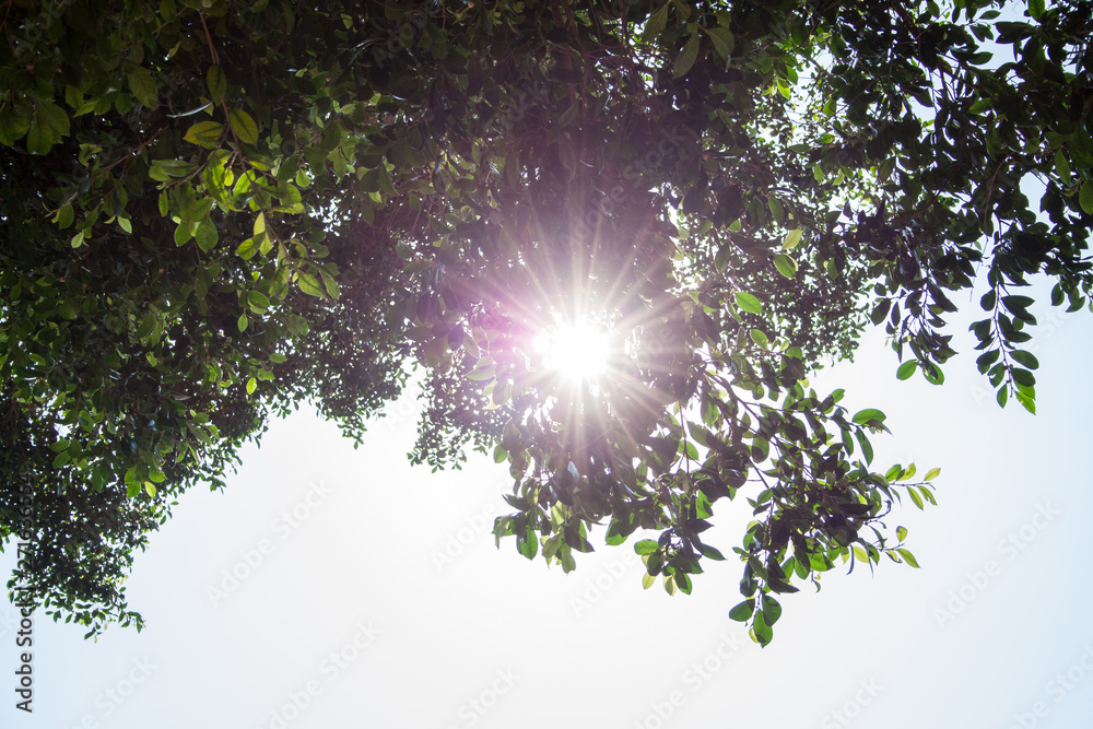 branches of fucus with a look into the sun Stock Photo | Adobe Stock