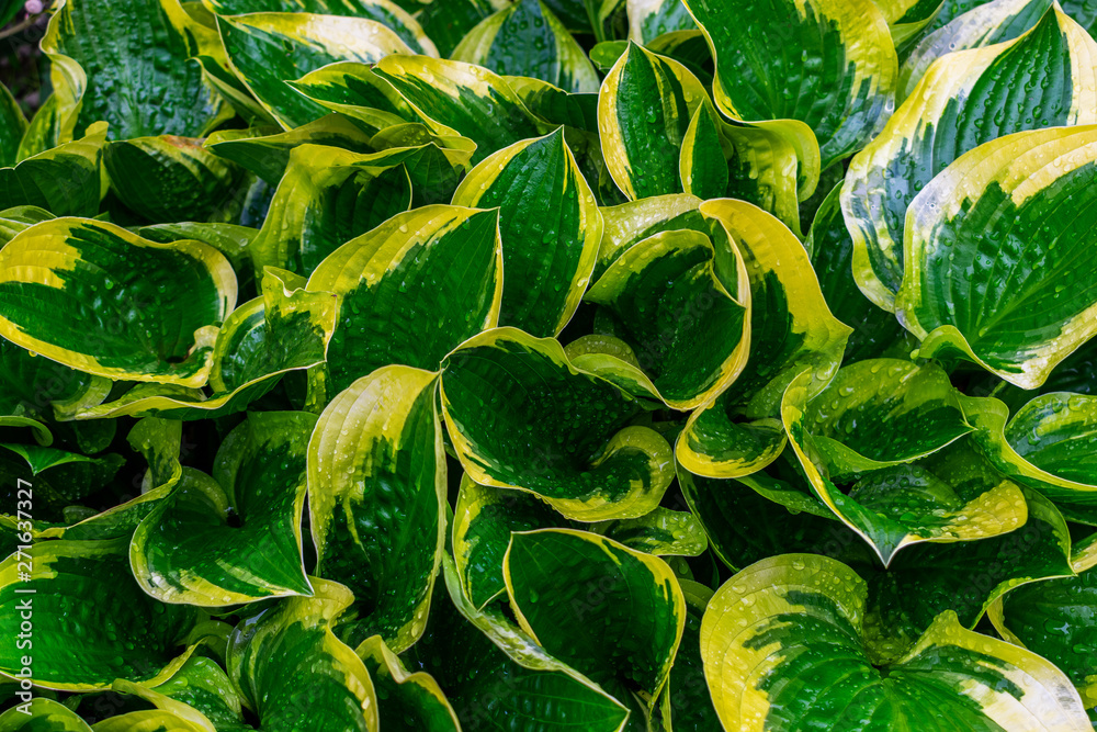 Hosta plants. Green and yellow hosta. Wet hosta leaves. Rain covered ...