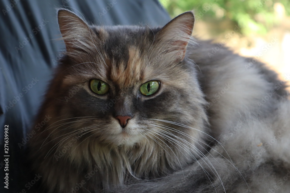 portrait of a grey cat. Norwegian forest cat. Cute norwegian forest cat ...