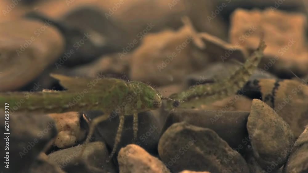Damselfly larvae hunting mayfly larvae 1141 4 Stock ビデオ | Adobe Stock
