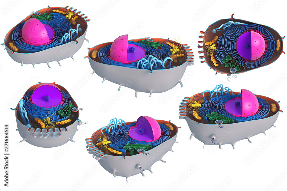 Animal cell in section, multi-colored science biology, set. 3D ...