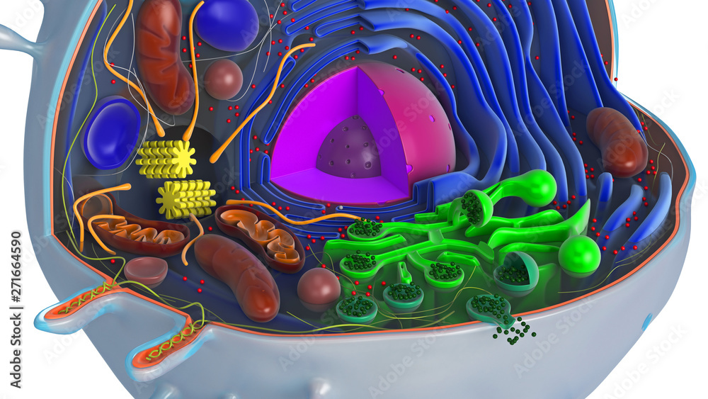 Animal cell in section, multi-colored science biology, close view. 3D ...