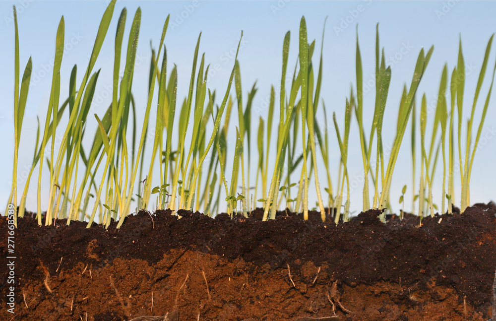 soil cross section. Grass for lawn Stock Photo | Adobe Stock