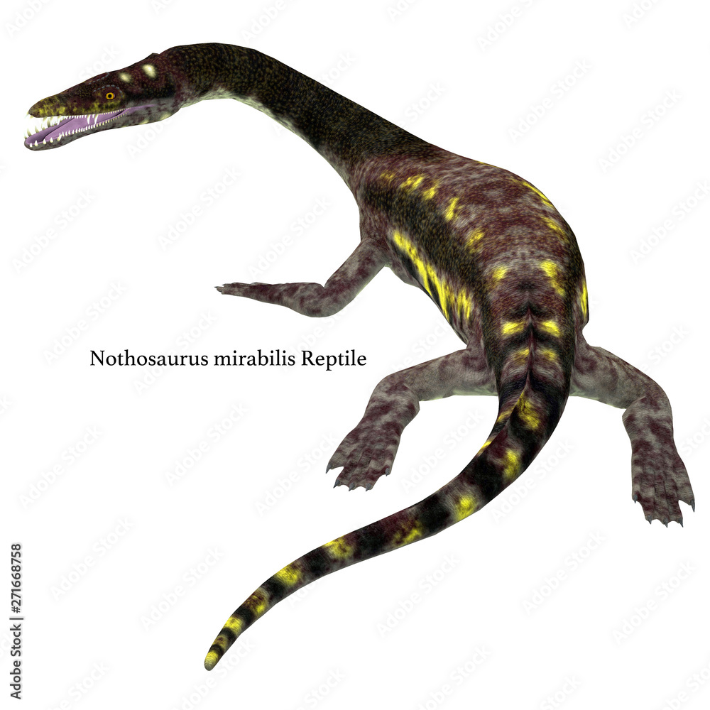 Nothosaurus Reptile Tail with Font - Nothosaurus was a carnivorous ...