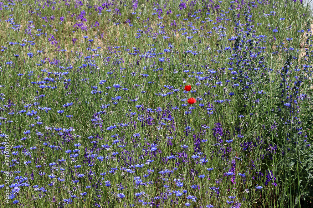 Cornflower Field