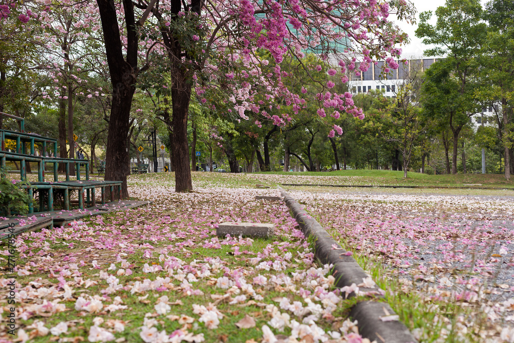 Tabebuia rosea is a Pink Flower falling on the ground in the public ...