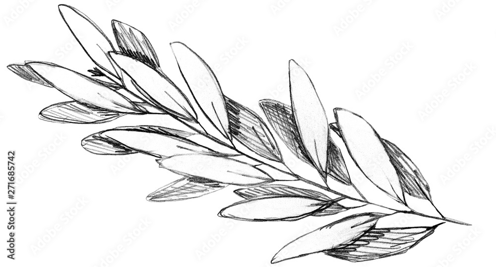 Customized Olive branch hand drawn with pencil frame or wreath. Have ...