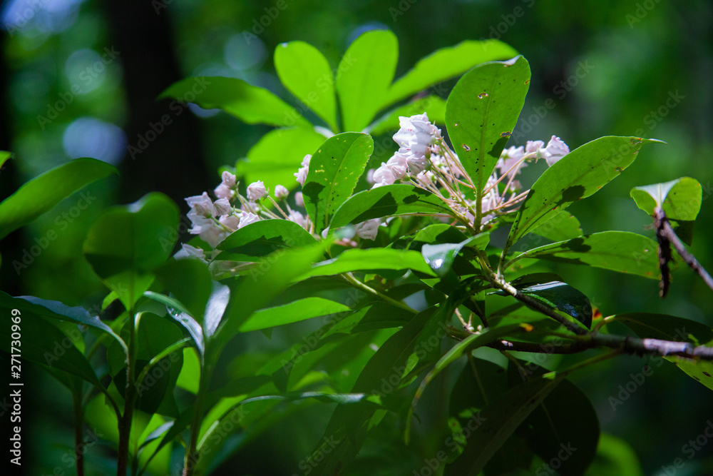 Pennsylvania State Flowers | Best Flower Site