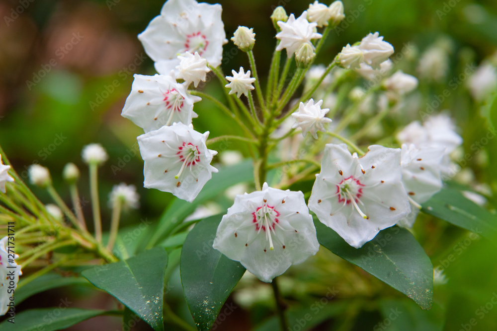 Pennsylvania Mountain Laurel In Bloom - State Flower Of PA Stock Photo ...