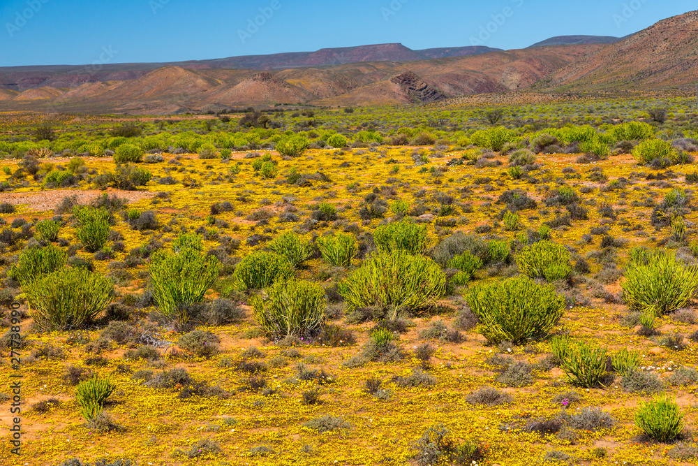 Flower Season, Nieuwoudtville, Namaqualand, Northern Cape province ...
