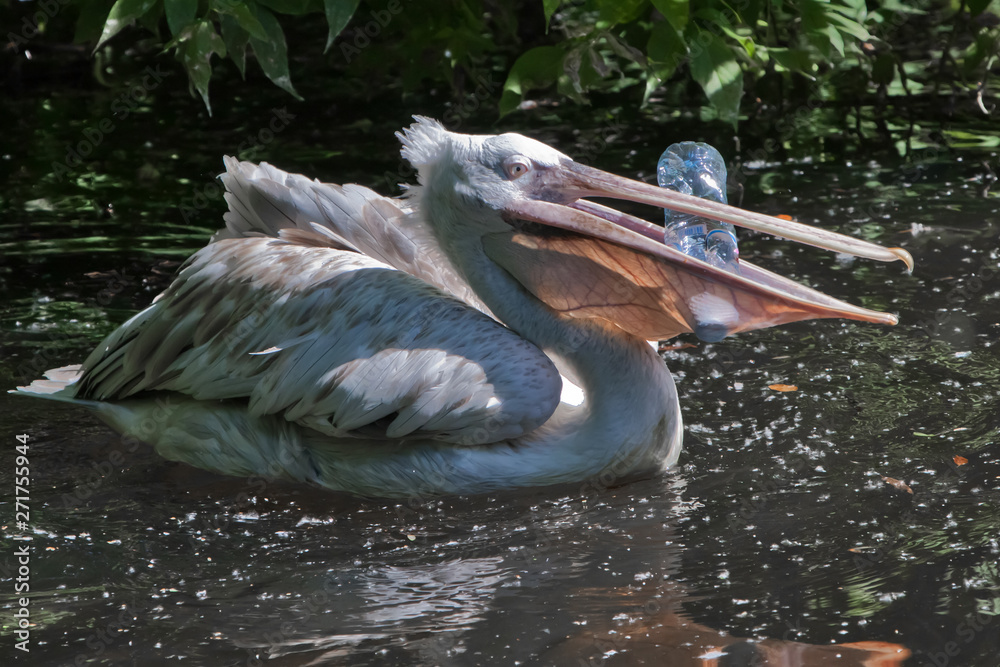 A plastic bottle in the mouth of a pelican bird ( problem of water ...