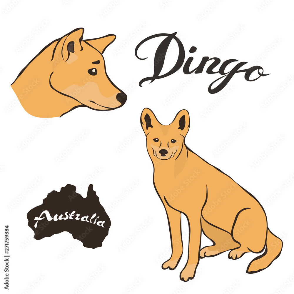 Australian wild dog dingo vector image isolated on white background ...