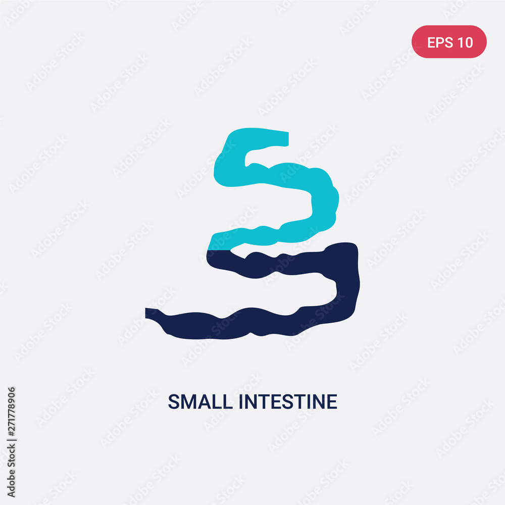 two color small intestine vector icon from human body parts concept ...
