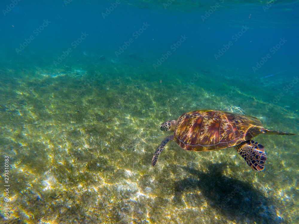Sea tortoise dives in shallow water. Green turtle underwater. Wild ...