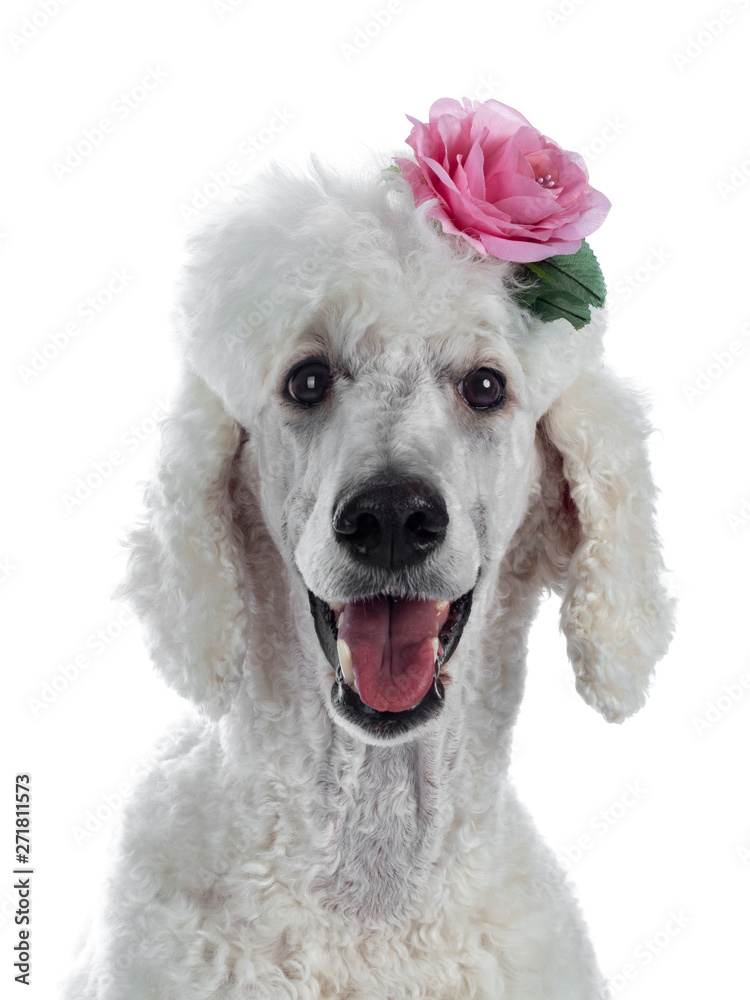 Portrait of cute white King Poodle wearing pink rose in hair. Looking ...