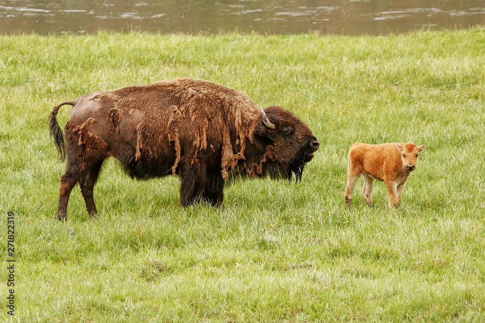 Female Bison