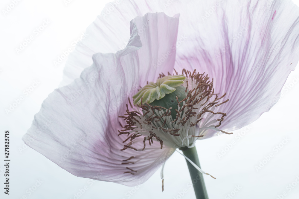 opium poppy Stock Photo | Adobe Stock