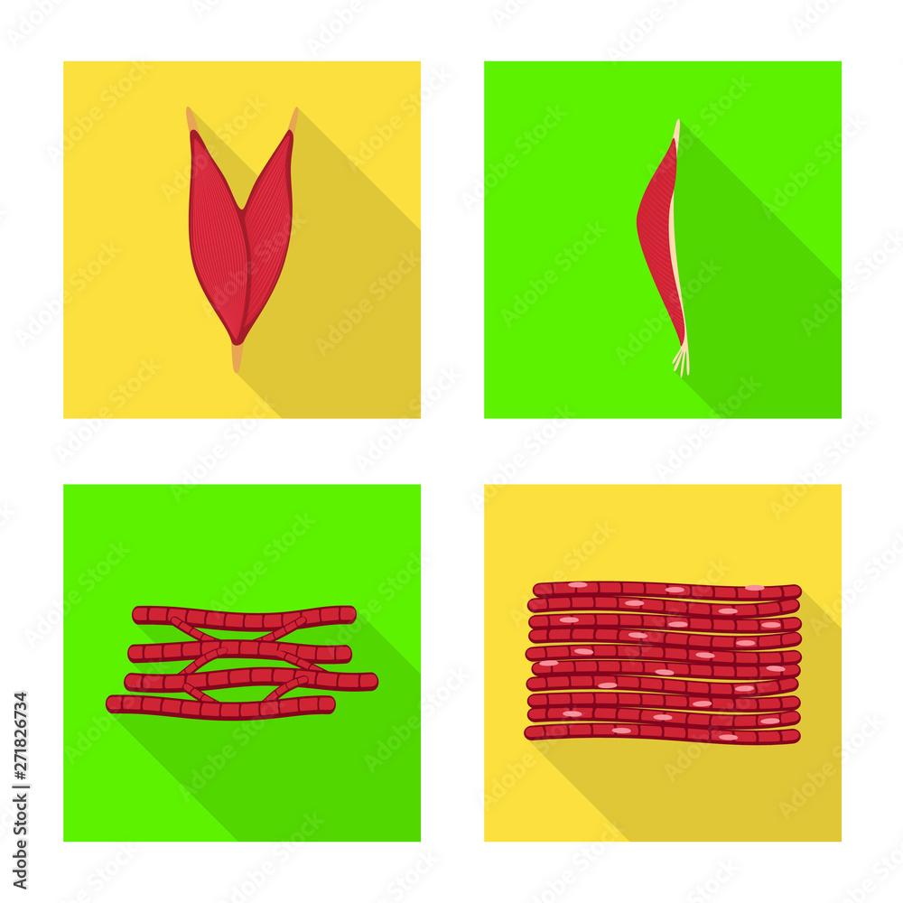 Vector design of muscle and cells symbol. Collection of muscle and ...