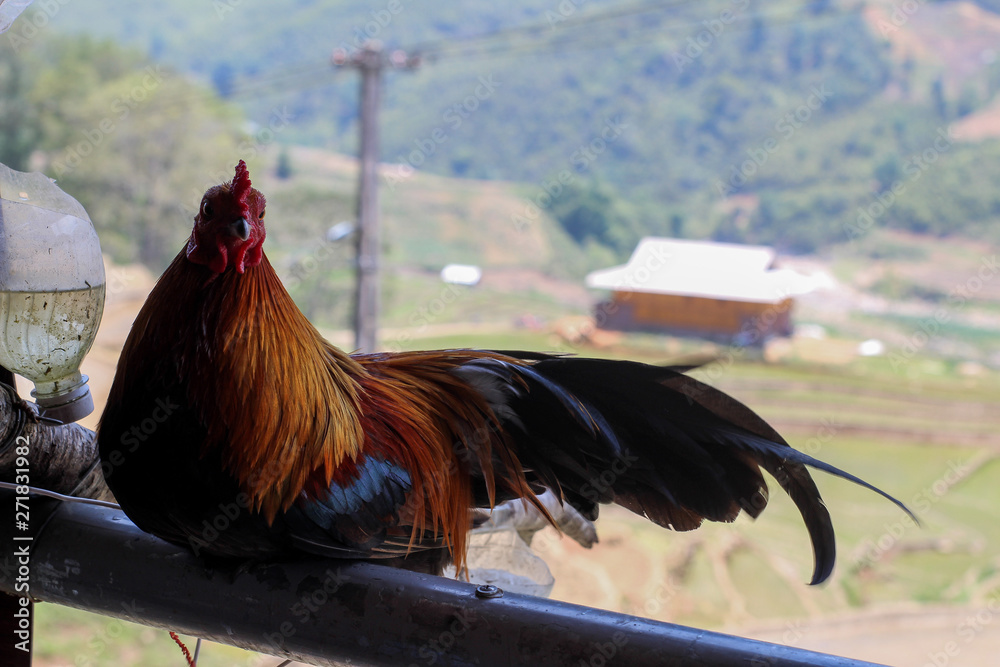 Gallo Vietnam Stock Photo | Adobe Stock