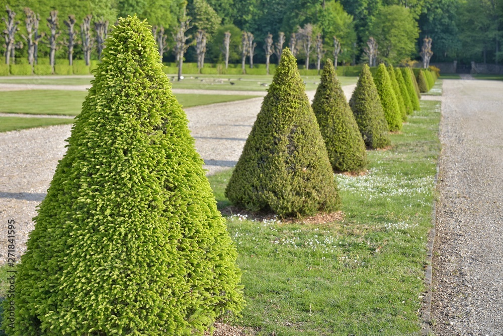 Row of perfectly trimmed triangular evergreen bushes and a path covered ...