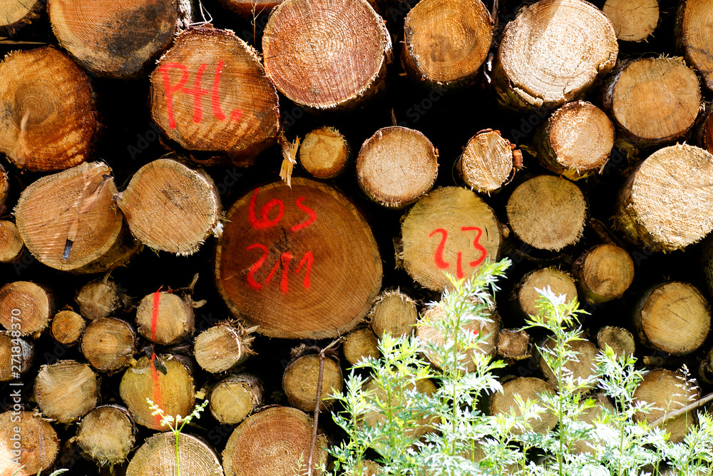 Cuted trees on wild forest background 50,6 Megapixels 6480 with 4320 ...