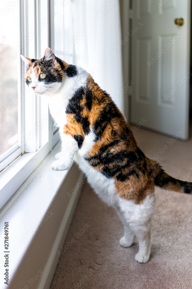 Cat Standing Looking Out Window