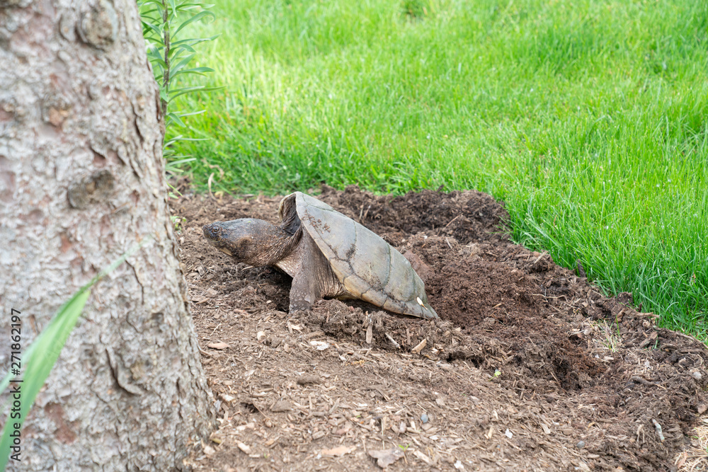 Snapping Turtle Laying Eggs Stock Photo | Adobe Stock