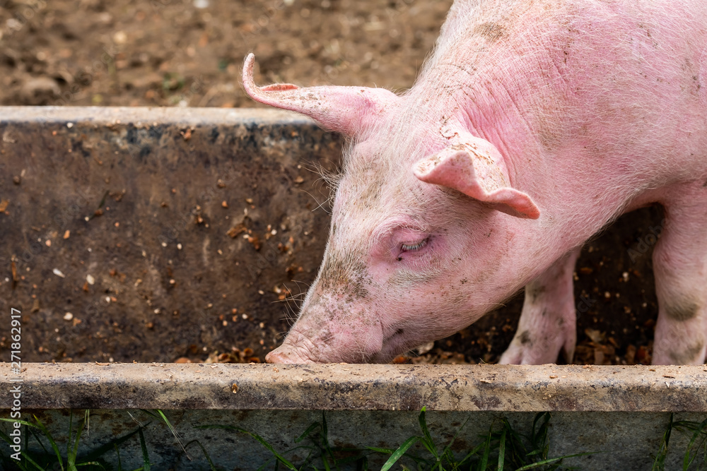 Portrait de cochon dans une ferme, élevage de cochons Stock Photo ...