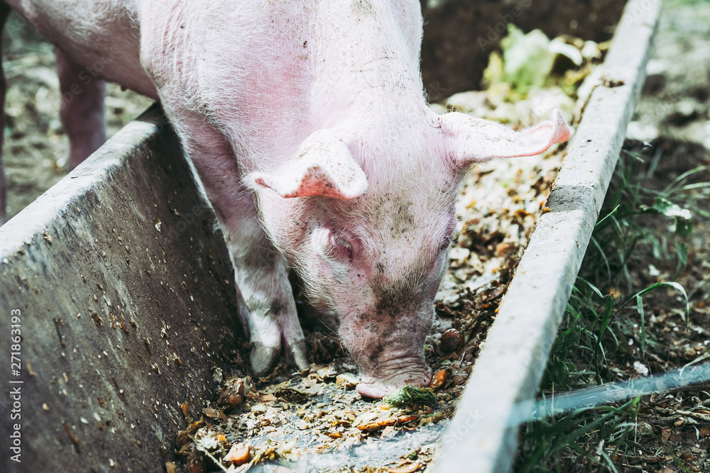 Portrait de cochon dans une ferme, élevage de cochons Stock Photo ...