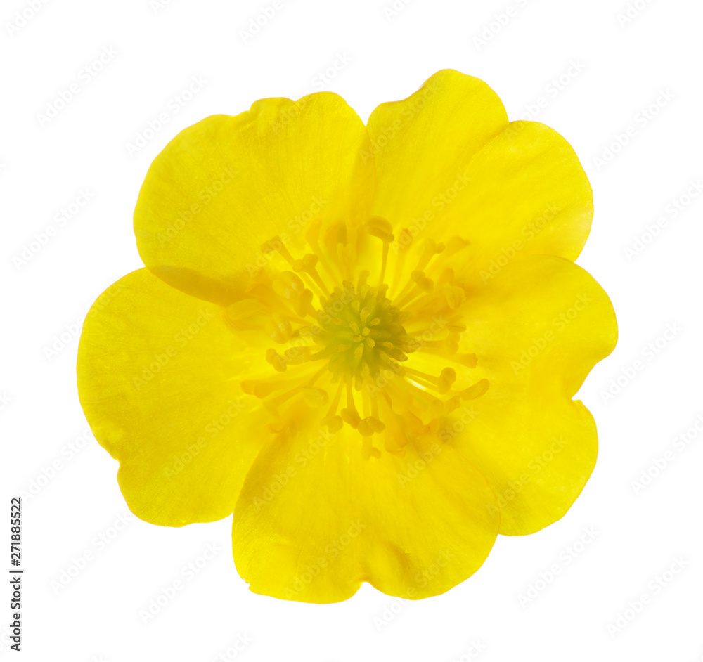 Yellow Buttercup isolated on white background. Stock Photo | Adobe Stock
